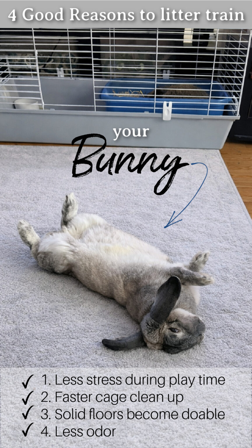 The Easiest Way to Litter Box Train Your Bunny Rabbit - Jaimie Listens