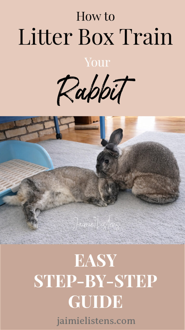 The Easiest Way to Litter Box Train Your Bunny Rabbit - Jaimie Listens